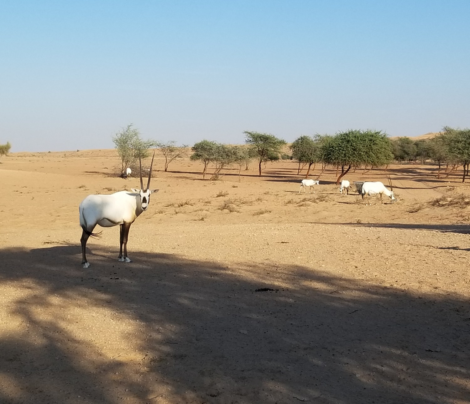 Al-Maha-Resort-Oryx – WeLeaveToday