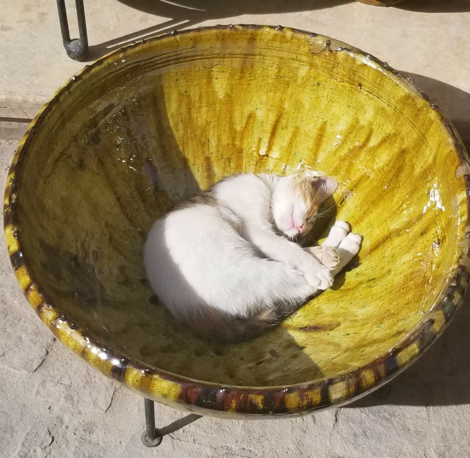 Marrakech-Morocco-Medina-Cat – WeLeaveToday